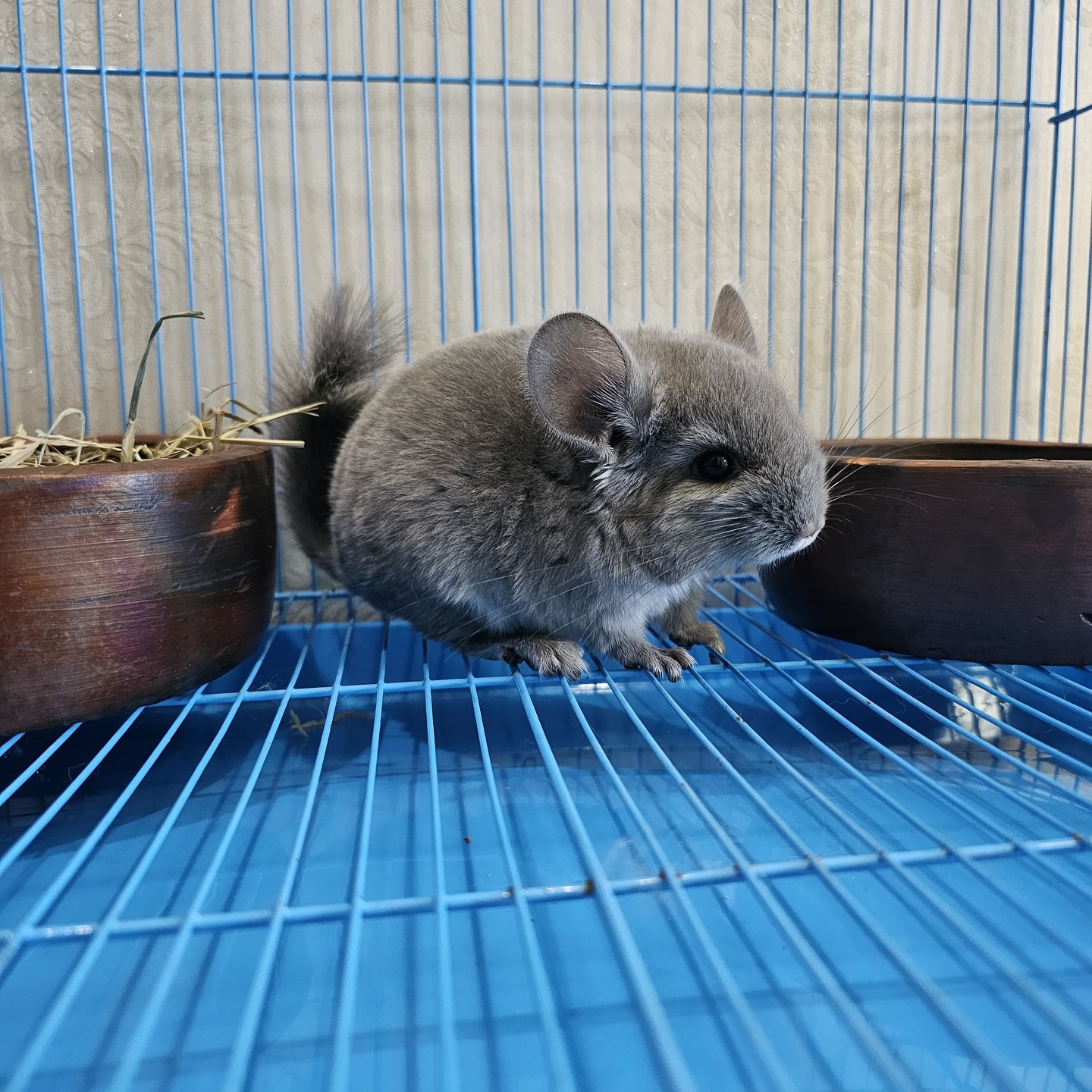 Chinchillas For Sale! 100% Healthy And 100% Trained!